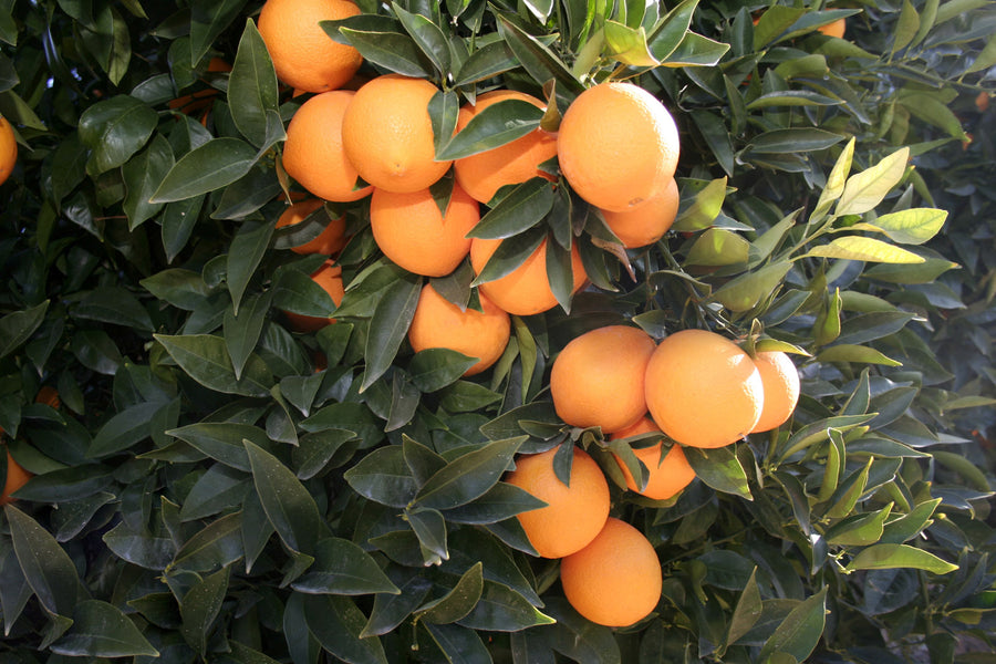 NARANJAS – Naranjas Rio Seco